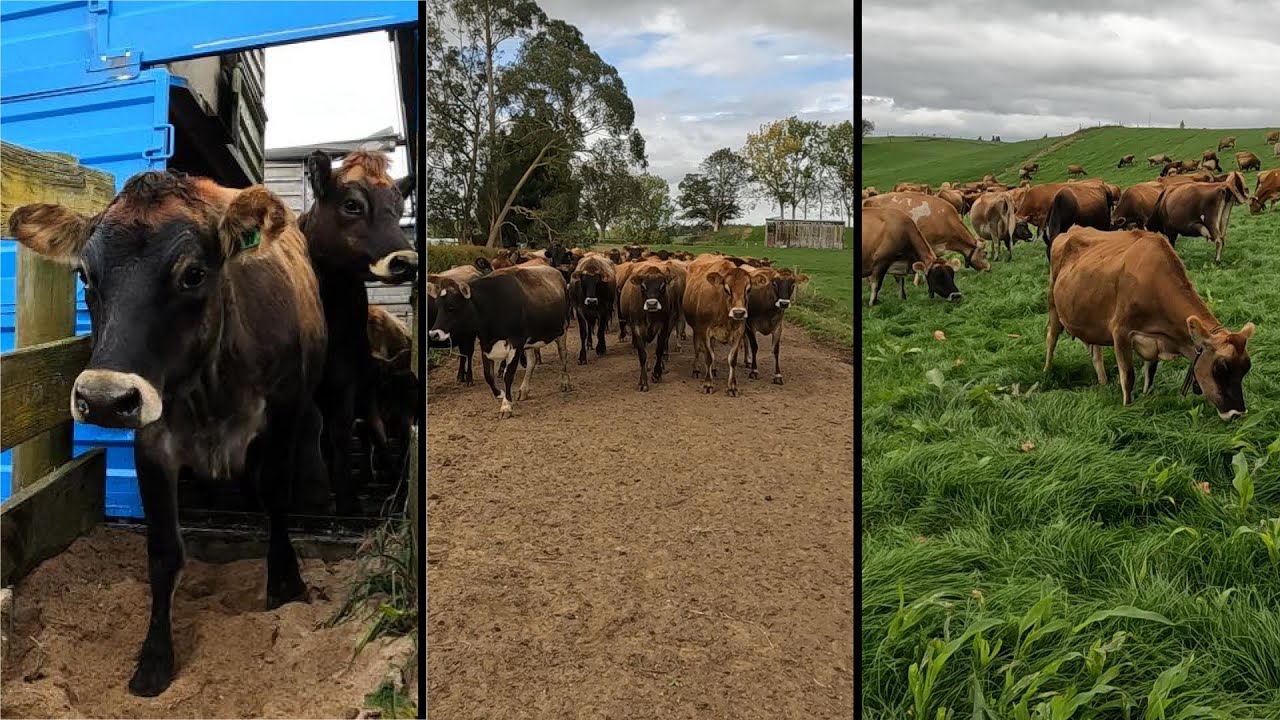 Heifers Are Coming Home, Really Low SCC For This Time Of The Year ...