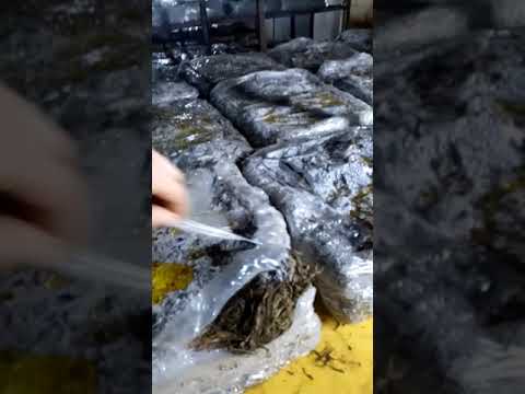 Kültür (beyaz) Mantar Üretimi ve Zorlukları