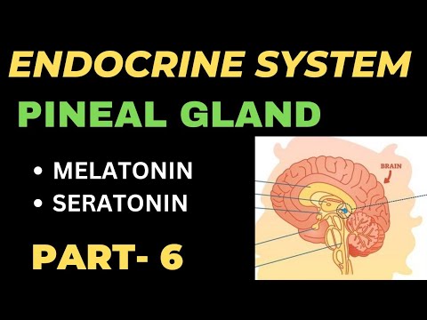 PINEAL GLAND | STRUCTURE | FUNCTION | PHYSIOLOGY | MELATONIN ...