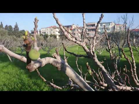 1-MART A İNCİR AĞACI MEYVE VERİRMİ? İNANAMAYACAKSINIZ