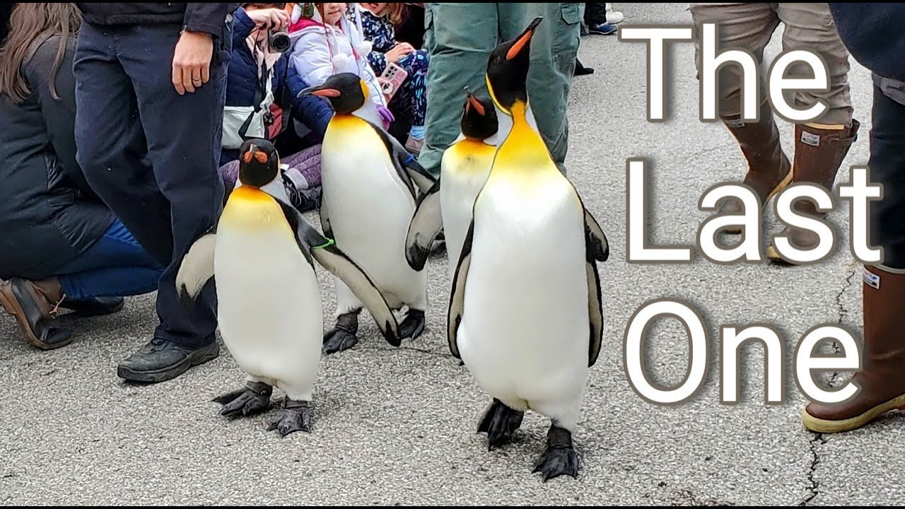One Last Time Before Retiring - The Last King Penguin Parade at the ...