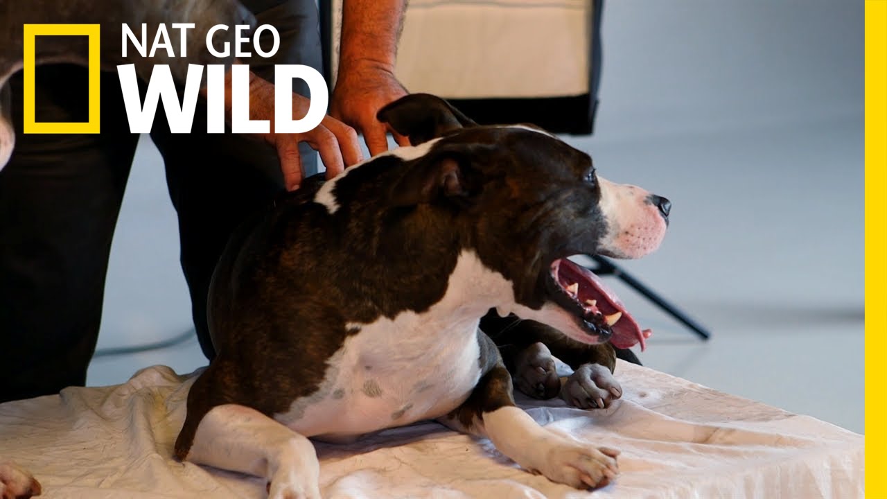 Pitbull Photo Campaign | Cesar Millan - YouTube