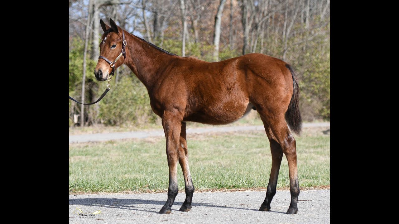 FOR SALE - 2019 Thoroughbred Colt by OUTWORK - YouTube