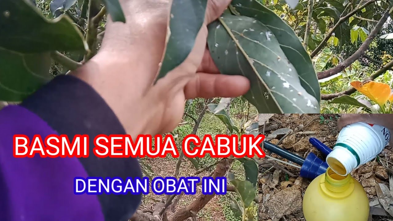 CARA MEMBASMI HAMA CABUK PADA TANAMAN - YouTube