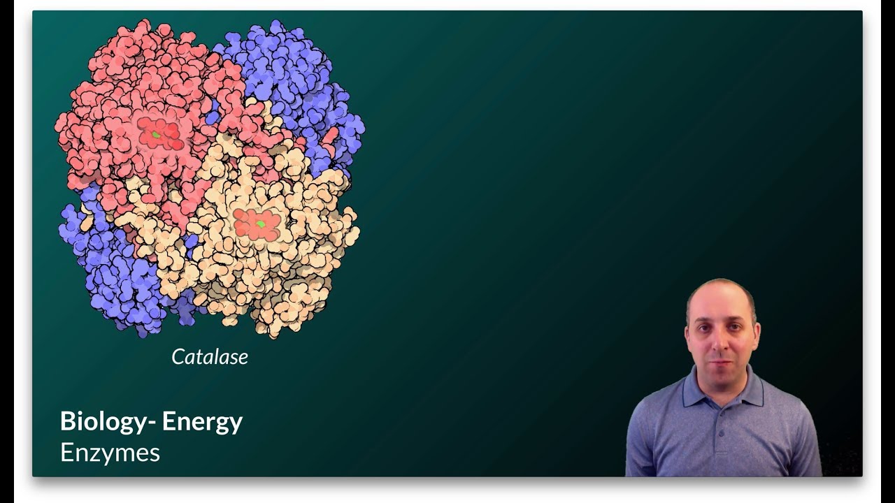 K-Bio Energy 5: Enzymes - YouTube