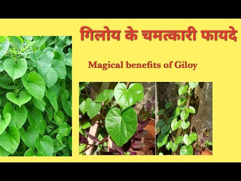 गिलोय के फायदे, Magical benefits of Giloy - YouTube