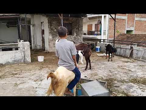 Riding goat bakra 😂❤️ #short