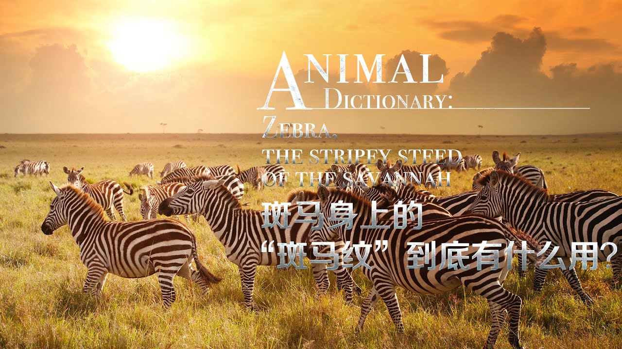 Animal Dictionary: Zebra, the stripey steed of the savannah - YouTube