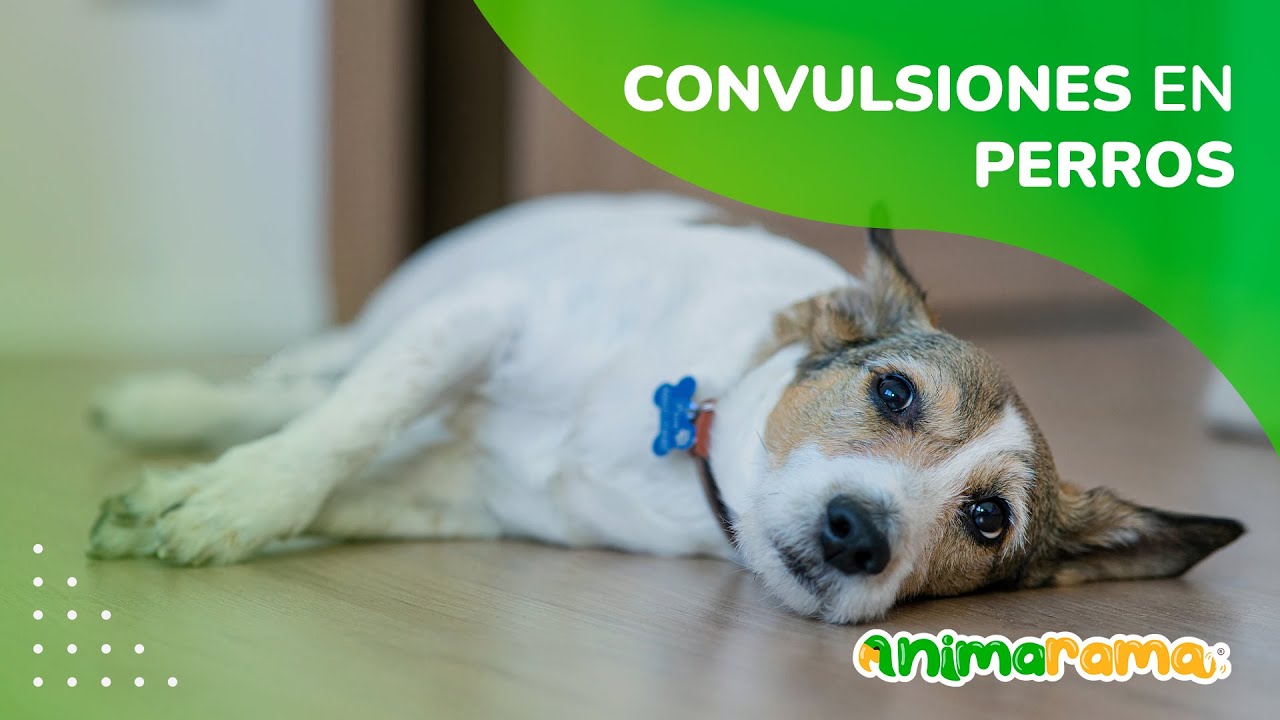 Convulsiones en perros | ¿Qué debo hacer? | Epilepsia en perros ...