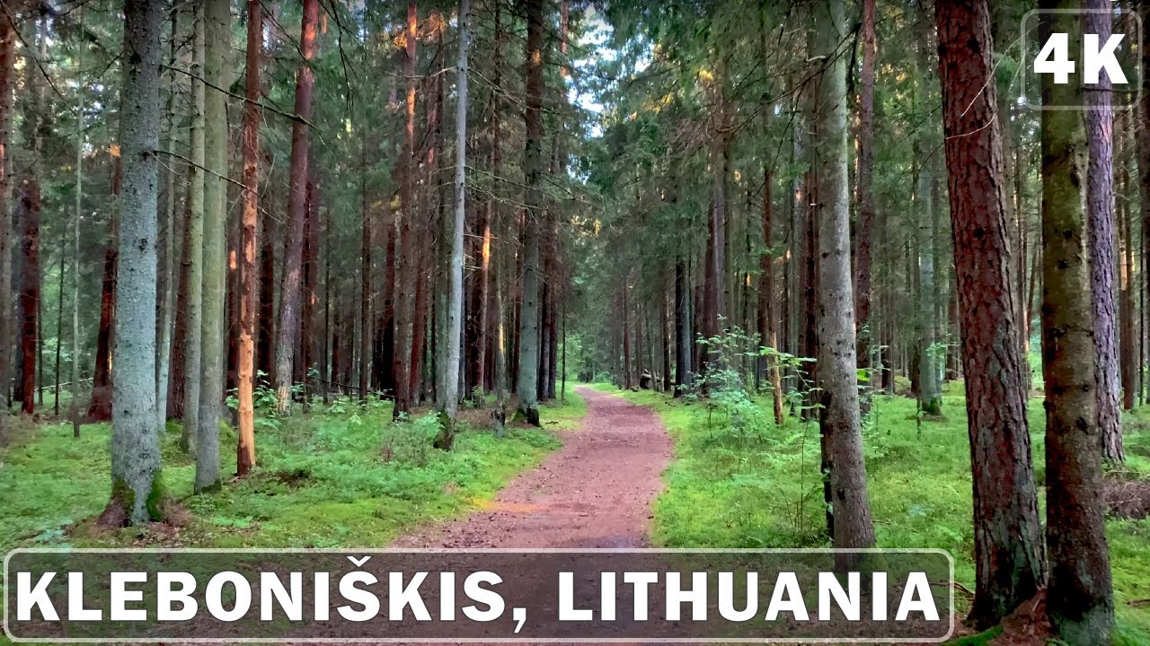 Walk in Lithuanian Forest • Relaxing Summer Morning • 🇱🇹 - YouTube