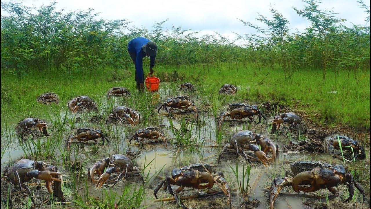 The Best Video Catching Crabs After the Big Rain at Field, A Fisherman ...