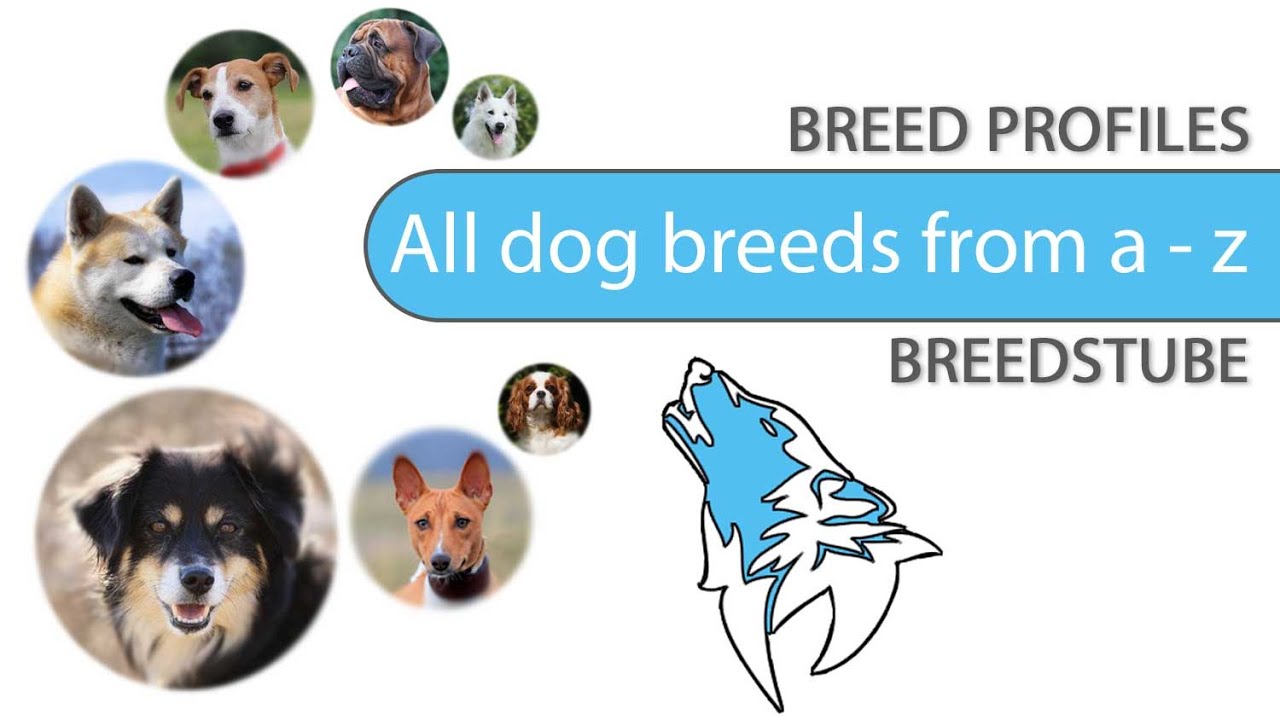 All dog breeds from a to z - YouTube