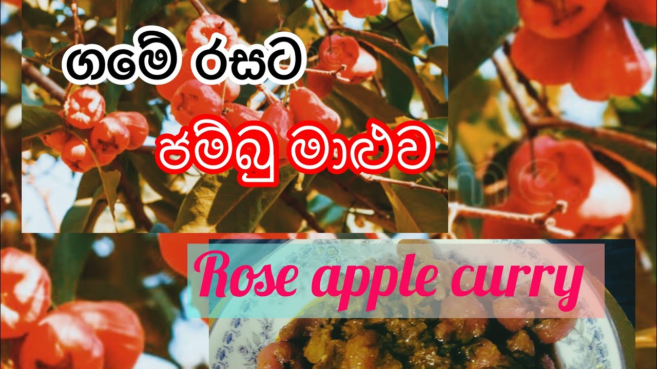 විනාඩි 5 න් ජම්බු මාළුව / rose apple curry (by shyamas kitchen) - YouTube