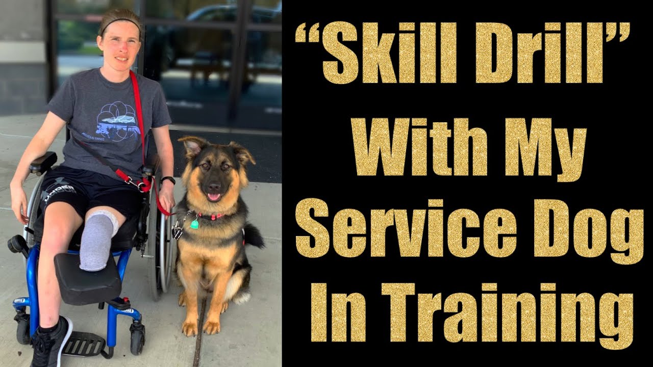Amputee’s Adaptive Service Dog Training Video (Basic Obedience & Task ...