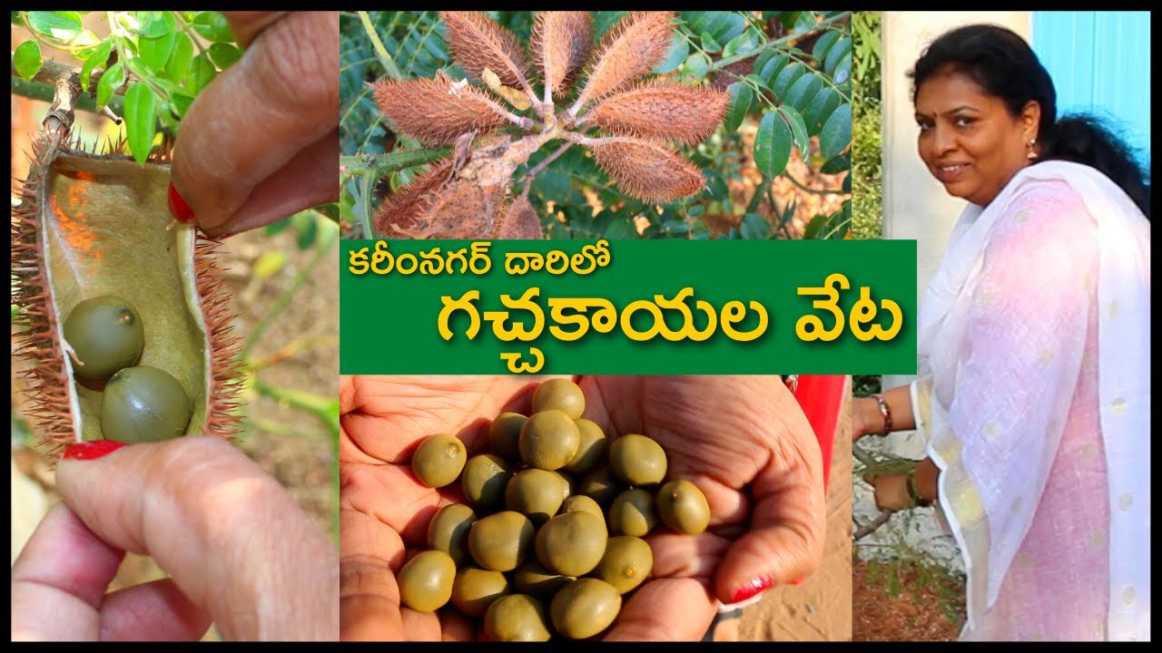 గచ్చకాయలు/kacha kaayalu plant/ గచ్చకాయాలు మొక్క ఎప్పుడైనా చూసారా? గంప ...