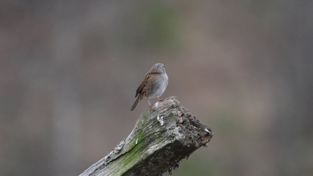 Dunnock singing - YouTube