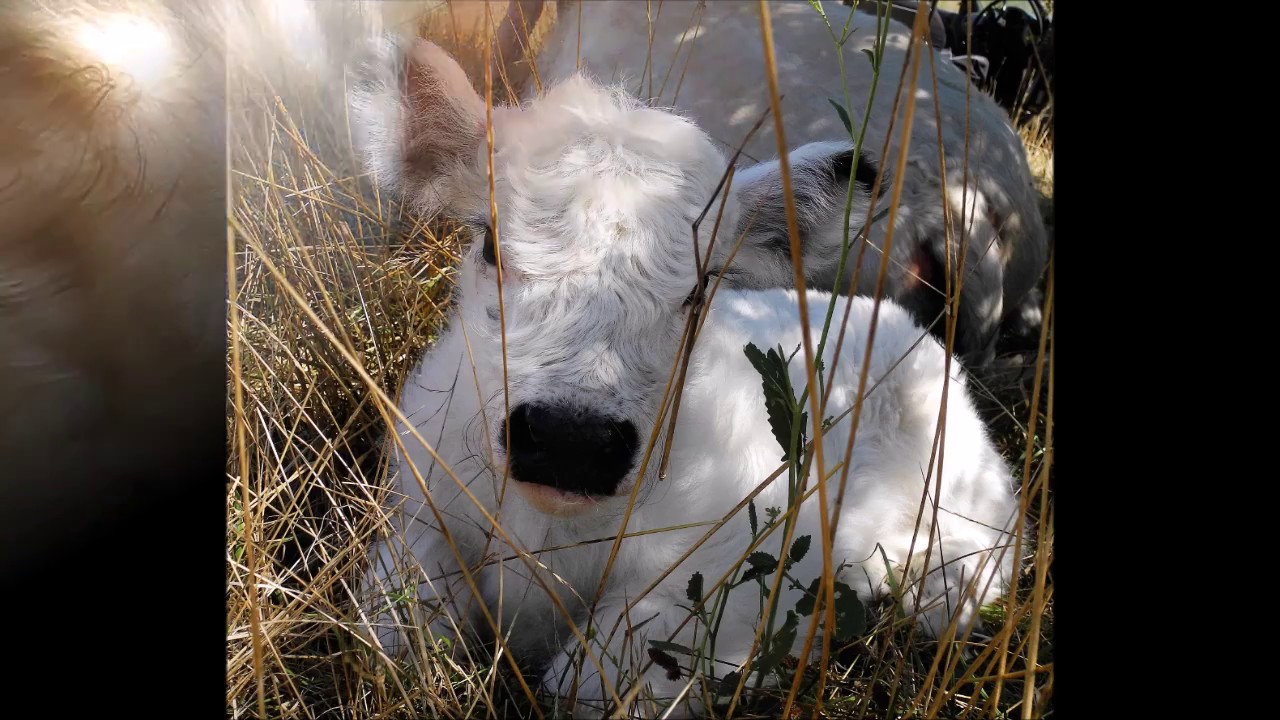 Nimbus Feeding - Miniature Galloway Cattle - YouTube