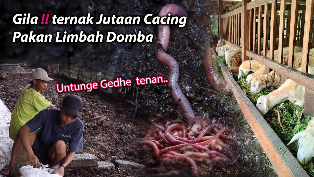 TERNAK JUTAAN CACING PAKAN DARI LIMBAH PAKAN DOMBA - YouTube