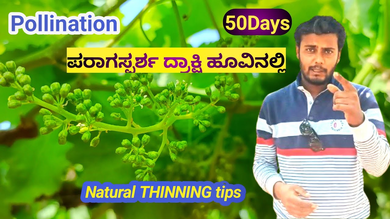 Natural THINNING Krishna seedless grapes?!!.ಸೀಡ್ಲೆಸ್ ದ್ರಾಕ್ಷಿಯಲ್ಲಿ ಕಾಳು ...