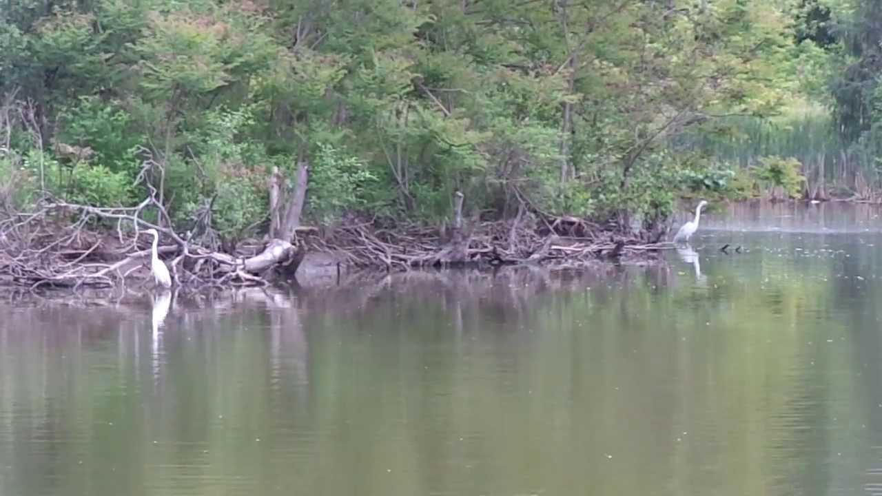 Fishing by The Great White of Pond - YouTube