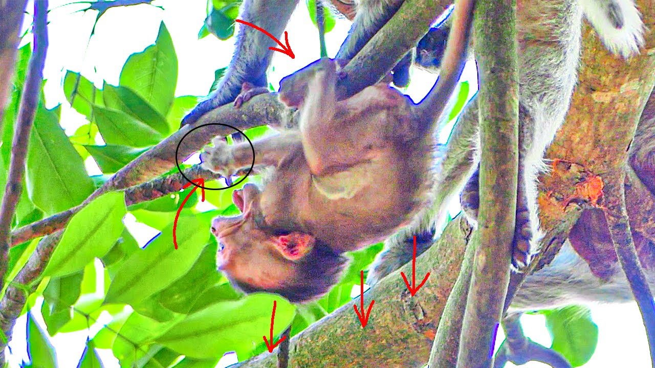 O.M.G.!! Breaking heart if adorable baby monkey Emoly falling down from ...