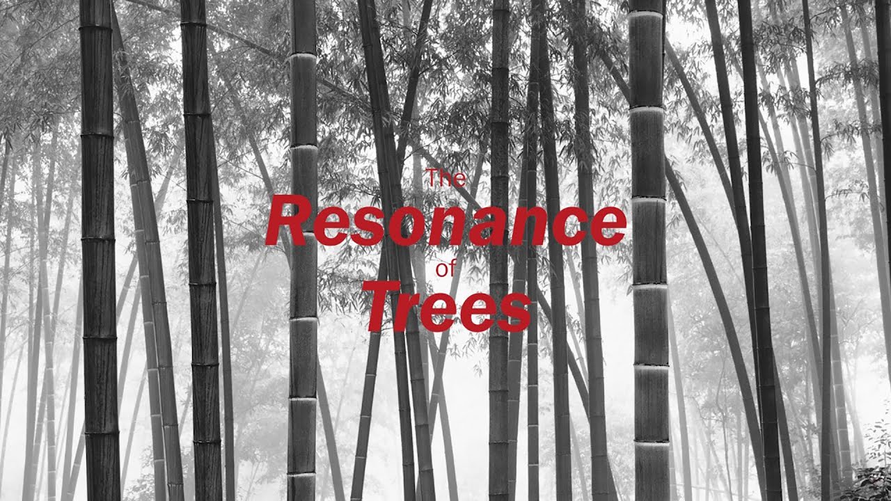 The Resonance of Trees - YouTube