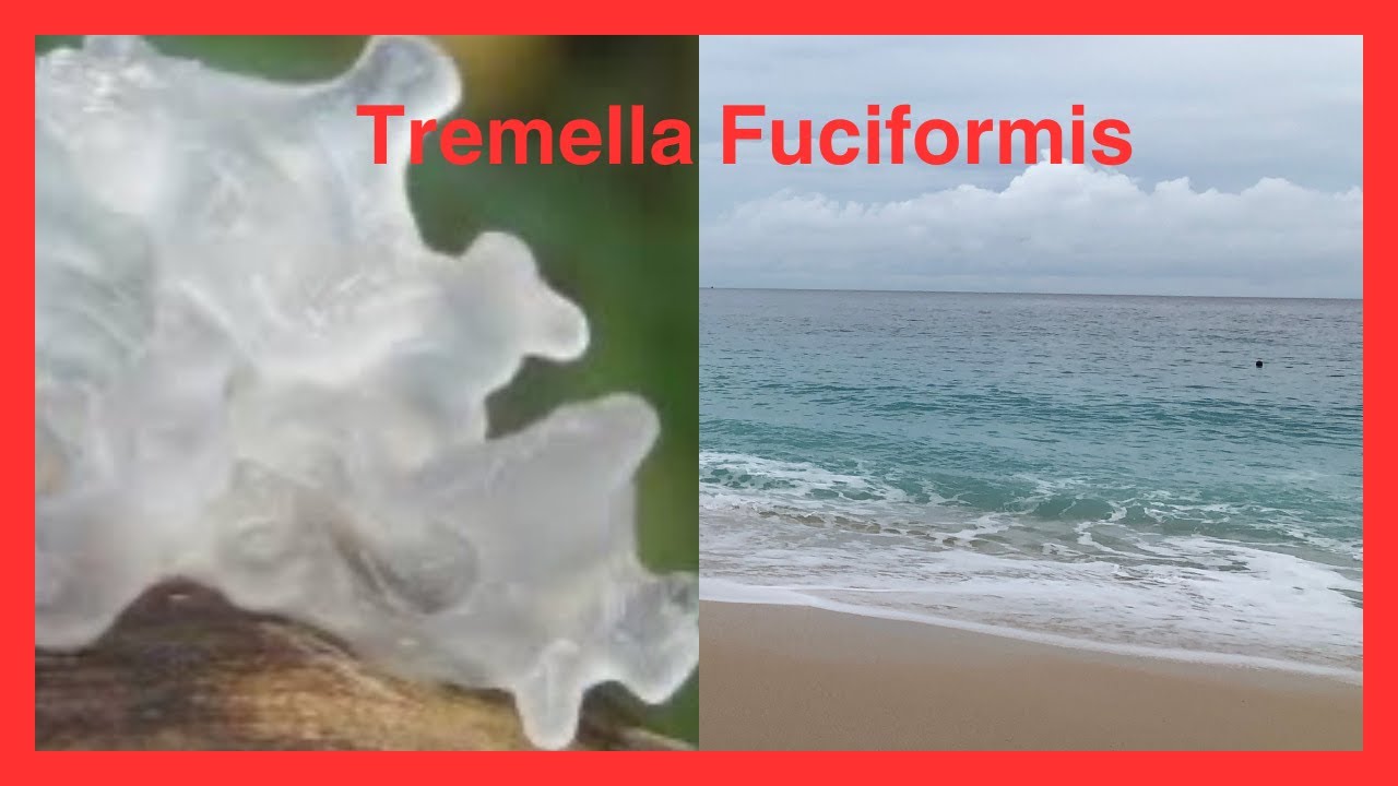 Secrets of the Tremella Mushroom ︳Health Benefits of Ice Fungus - YouTube