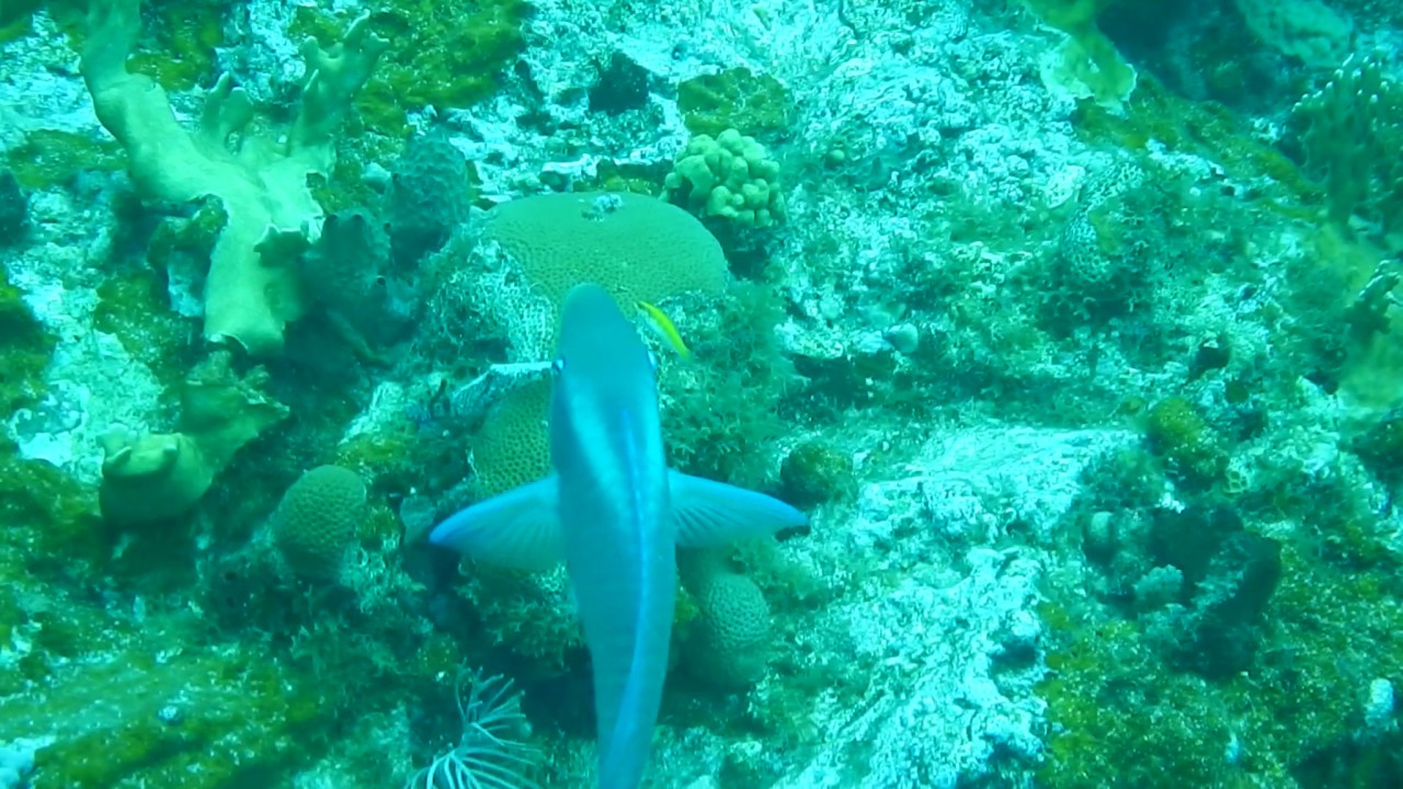 features of teleost fish - YouTube