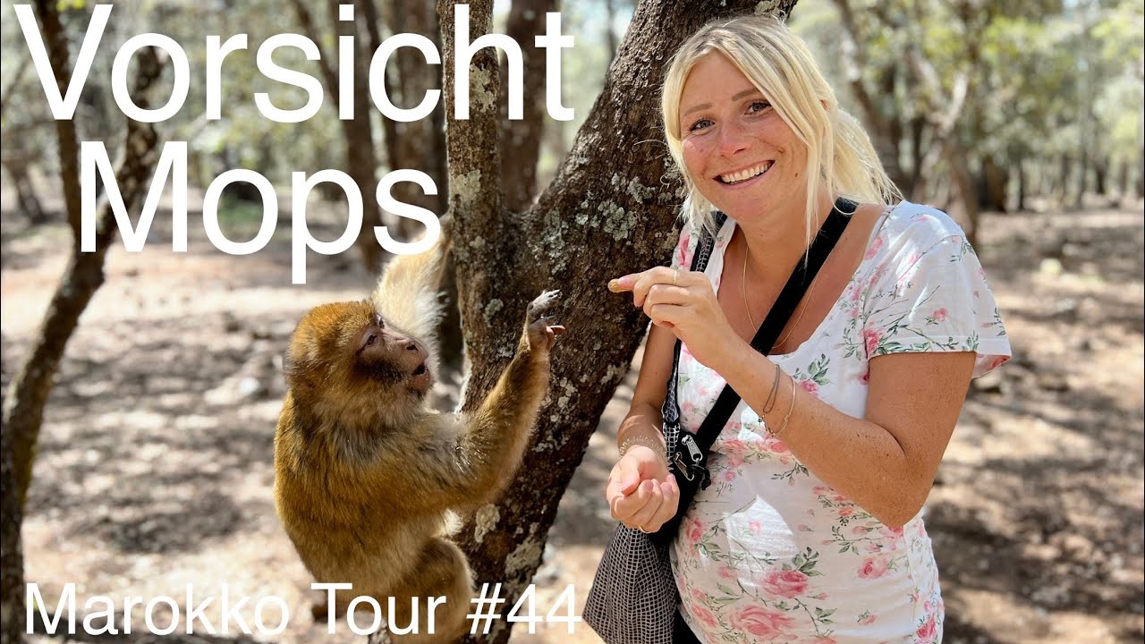 Highlight 👍🏼 Ifrane Nationalpark | Azrou | Berberaffen | Marokko Tour ...