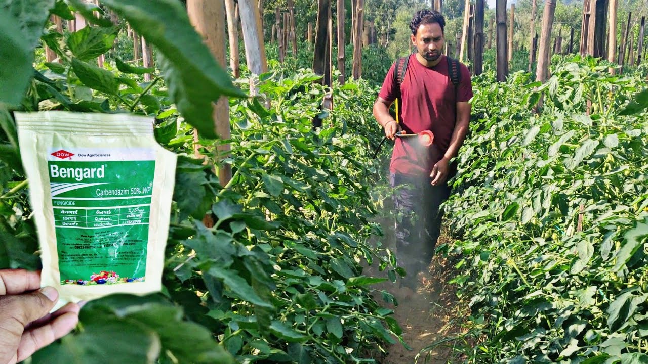 Dow Bengard | Carbendazim 50%wp | Systemic Fungicide | Praveen Thakur ...