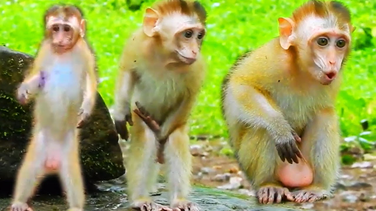 These are some of Outstanding Action of Orphan Monkey Candy Joined In ...