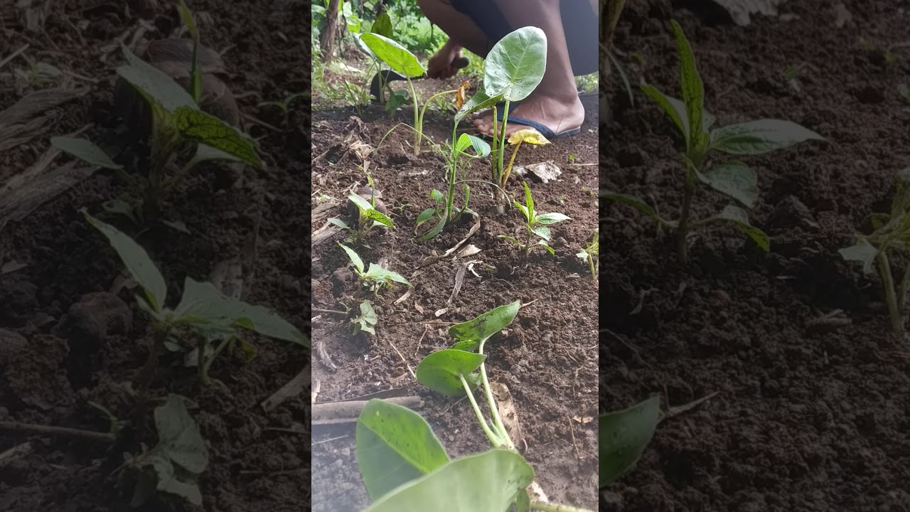 Tanem Daun Sente. - YouTube