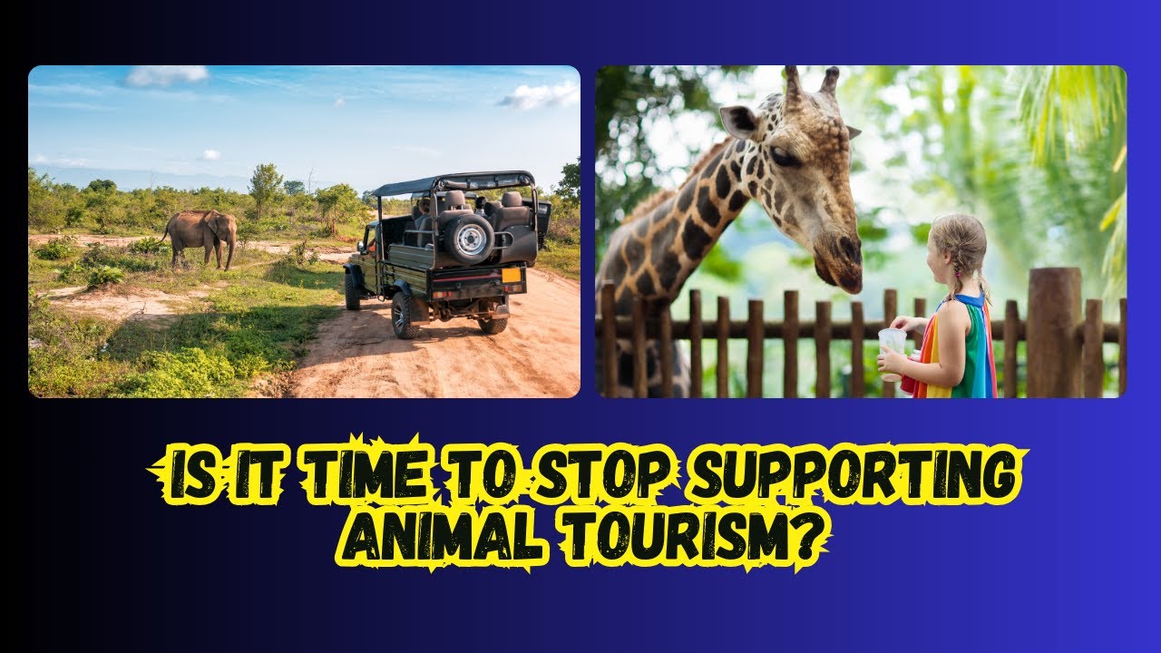 "Is It Time to Stop Supporting Animal Tourism? The Hidden Truth" - YouTube