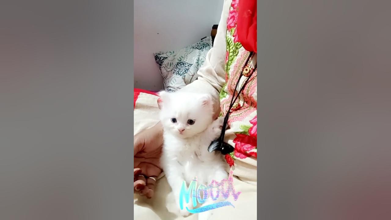 Cat🐱#meowww #viralvideo #ytshorts - YouTube