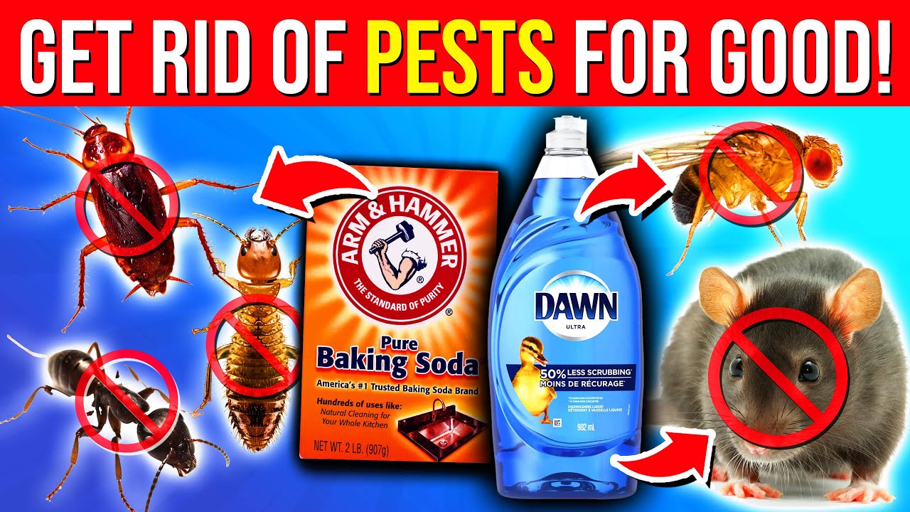 10 POWERFUL Ways To GET RID Of Pests PERMANENTLY, Naturally! - YouTube
