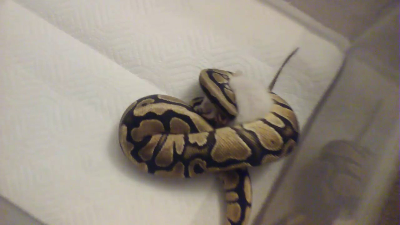 Ball Python VS Small Rat (Live Feeding!) "HE PUT HIM IN A TRIANGLE CHOKE!" - YouTube