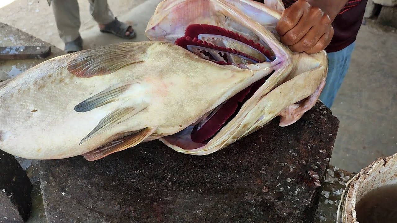 live goliath grouper fish cutting زندہ گھیسر مچھلی - YouTube