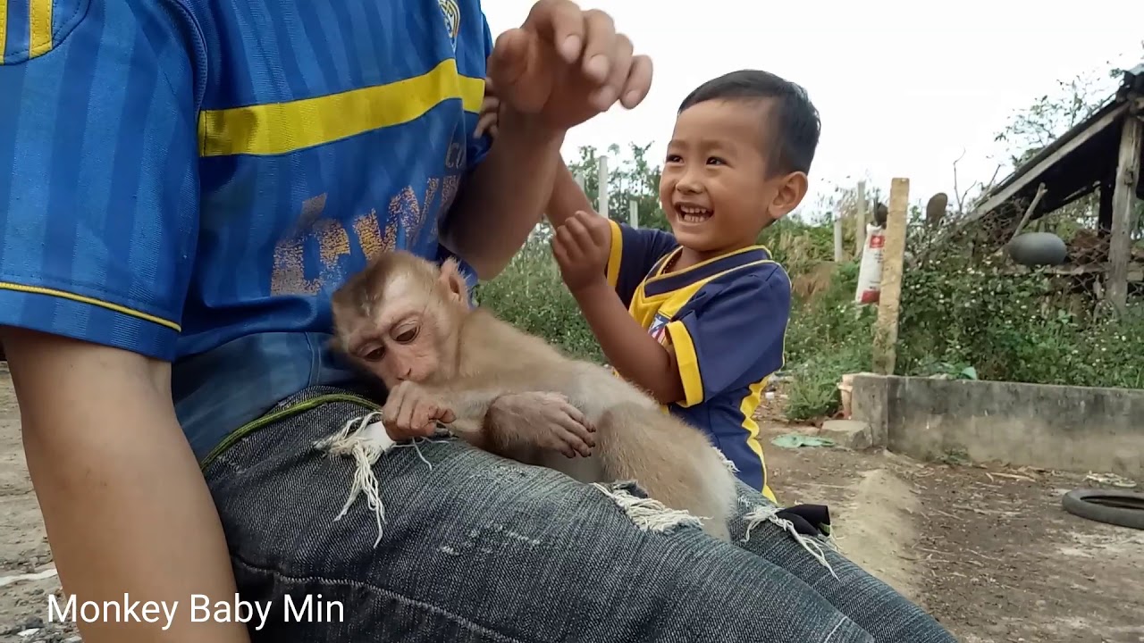 Cute baby monkey playing with daddy hair and relaxing very fun. - YouTube