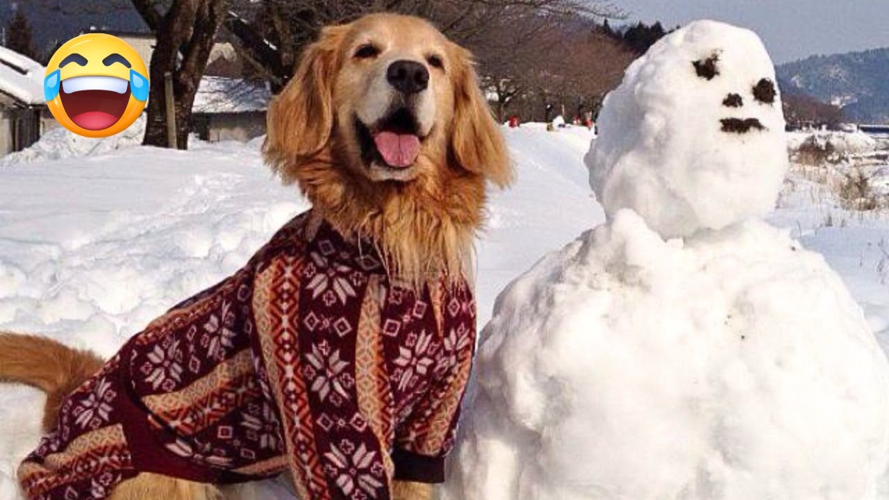 Animals vs Snow—Hilarious Winter Antics You Can’t Miss! - YouTube