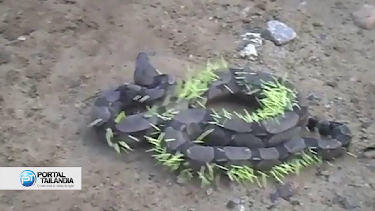 Cobra vs porco-espinho: melhor para o ouriço-cacheiro - YouTube