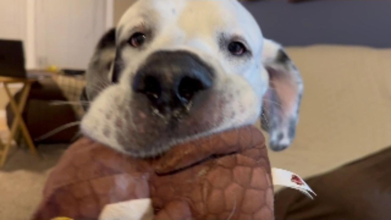 A Day In The Life Of Laikynn Our GREAT SAINT DANE #4 - YouTube