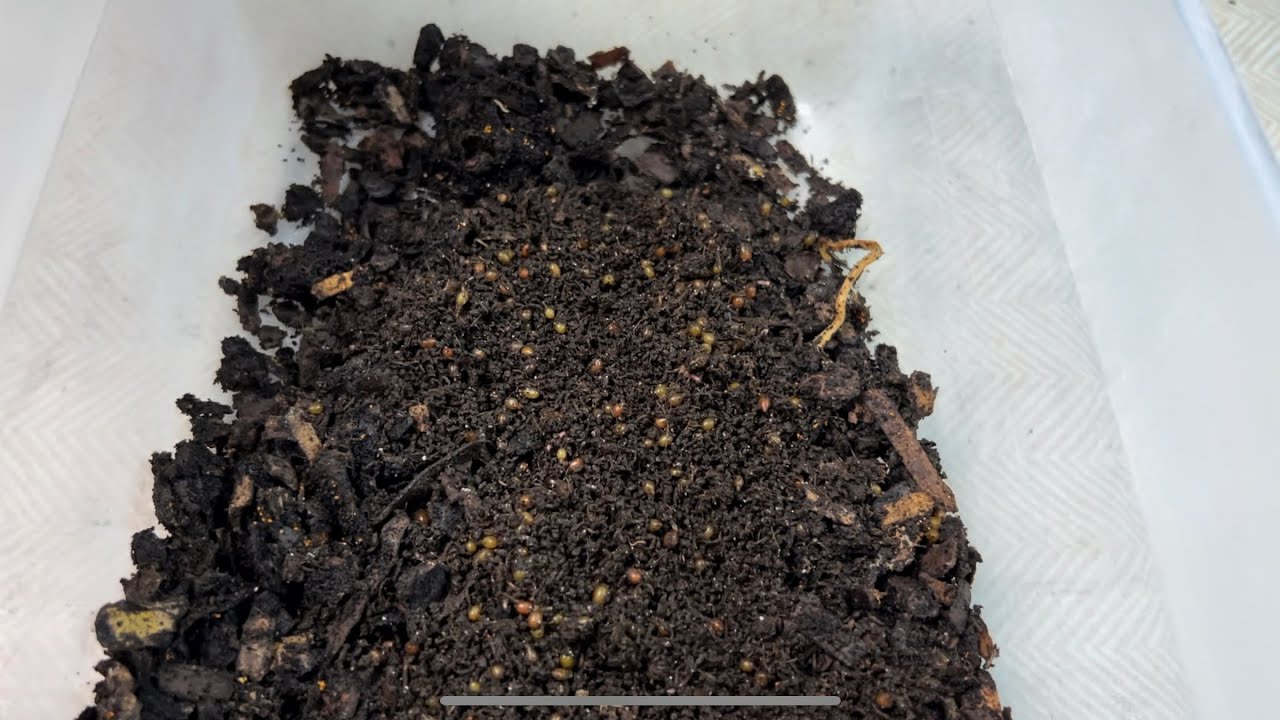 How to Start a Cocoon Bin - YouTube