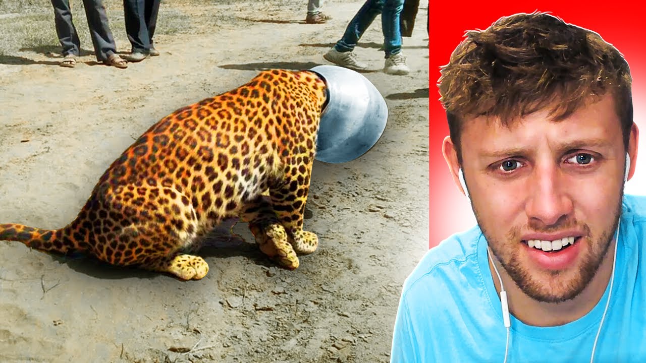 ANIMALS THAT ASKED PEOPLE FOR HELP! - YouTube