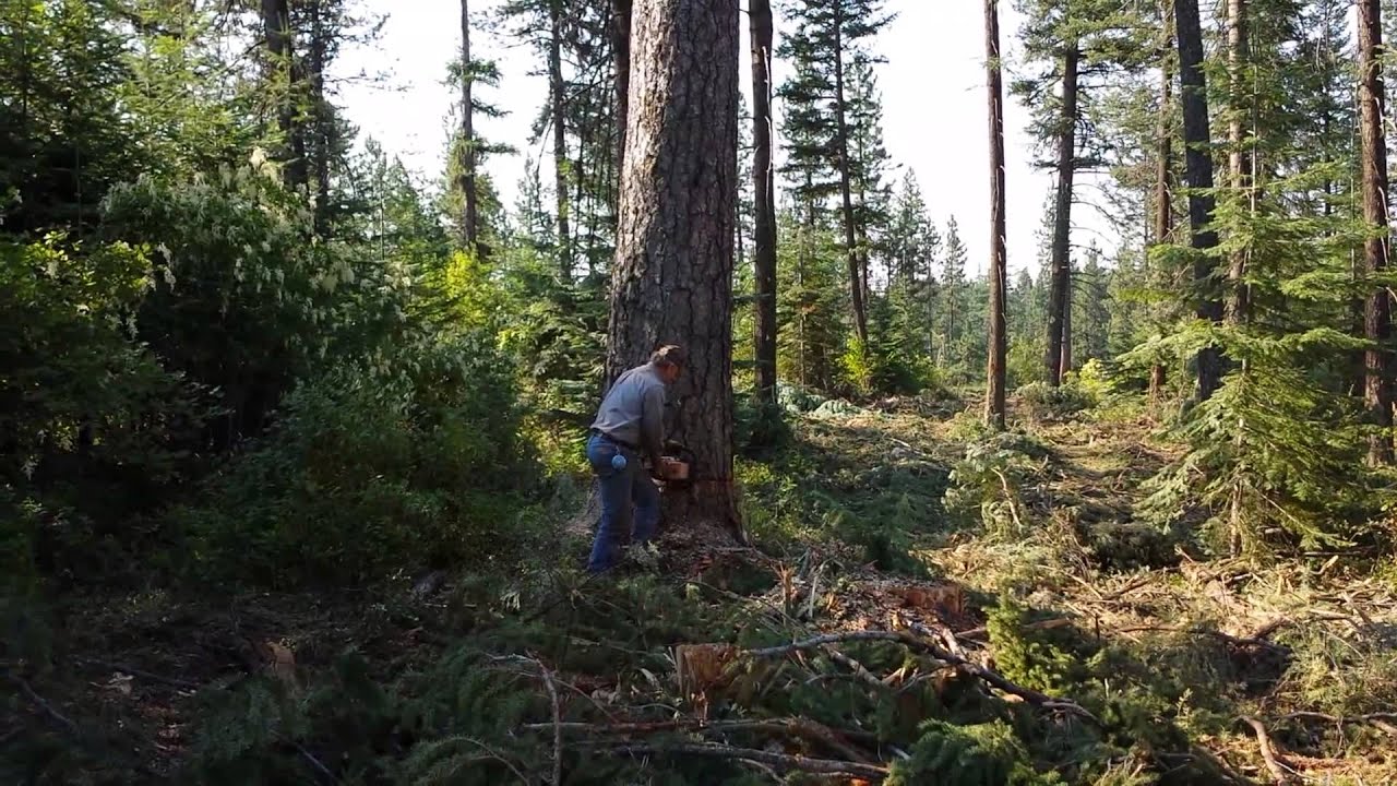 Hand felling ponderosa pine July 2014 - YouTube