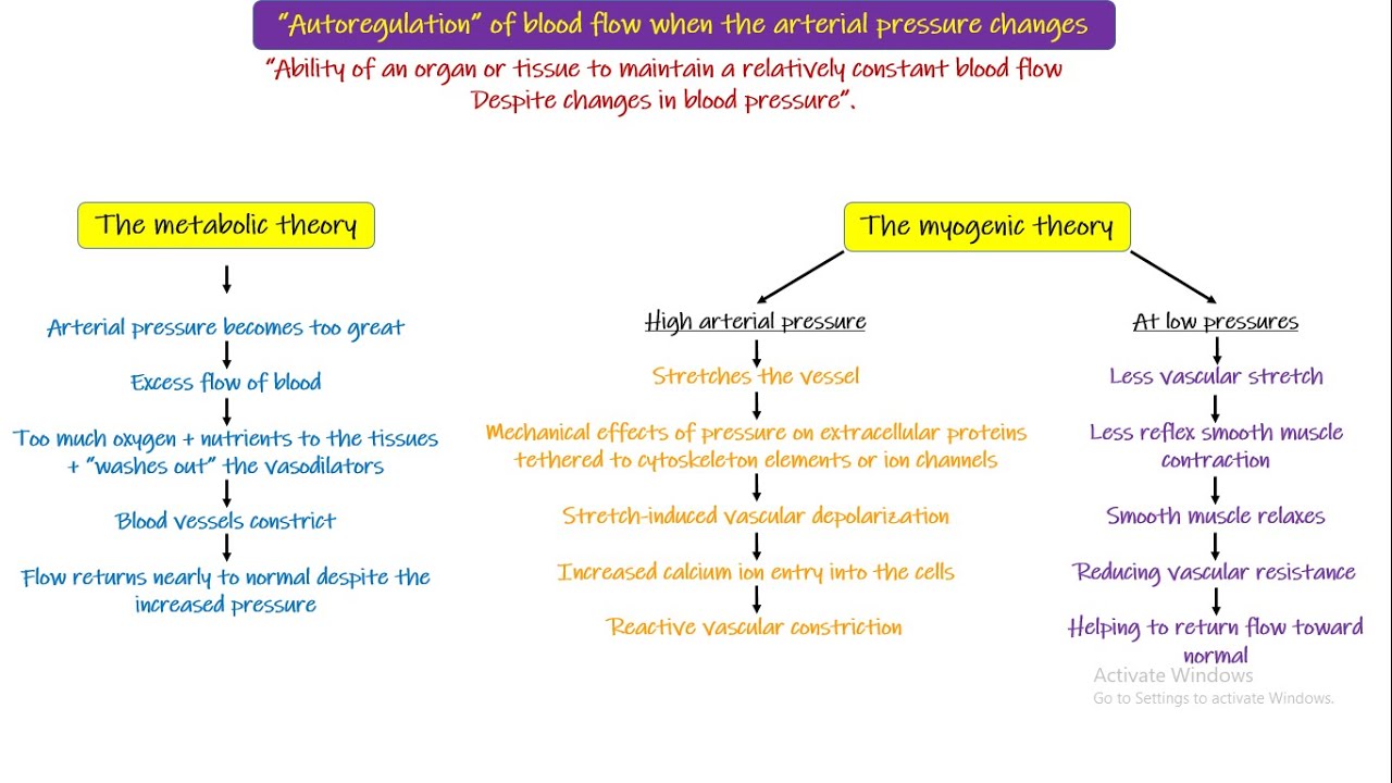 Metabolic Theory, Myogenic Theory. Chapter 17 part 5. Guyton and Hall Physiology. - YouTube