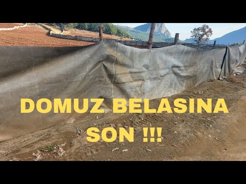 Domuz Kovucu, Domuz Savar !!!