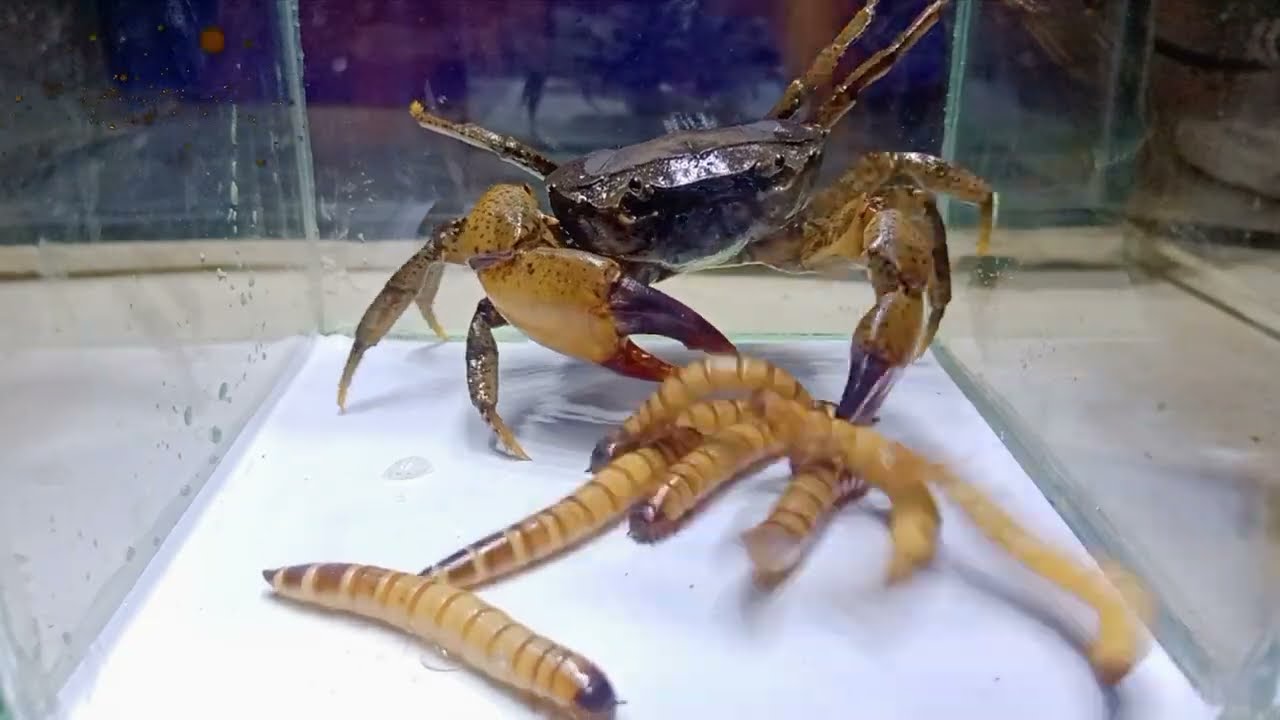 Crab V.S. Maggots - YouTube