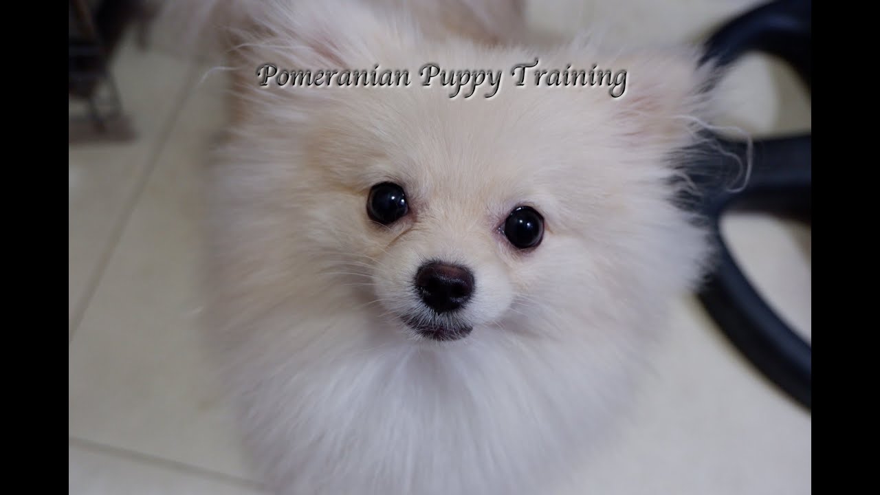 Pomeranian Puppy Obedience Training - YouTube