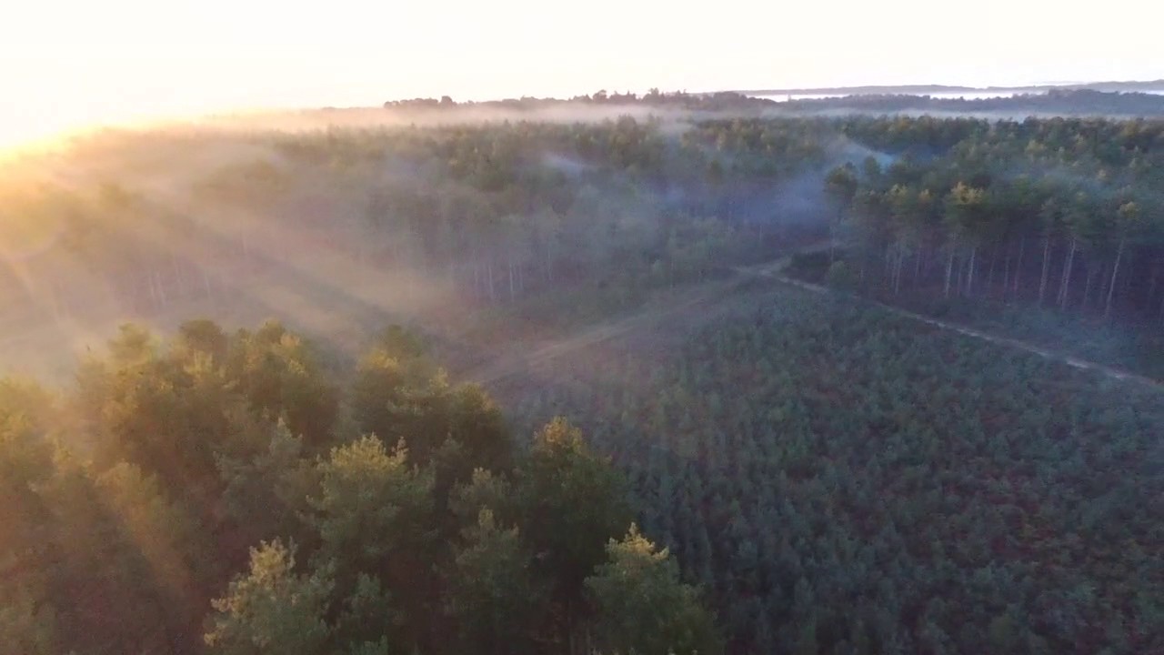 Drone Forest Footage - YouTube