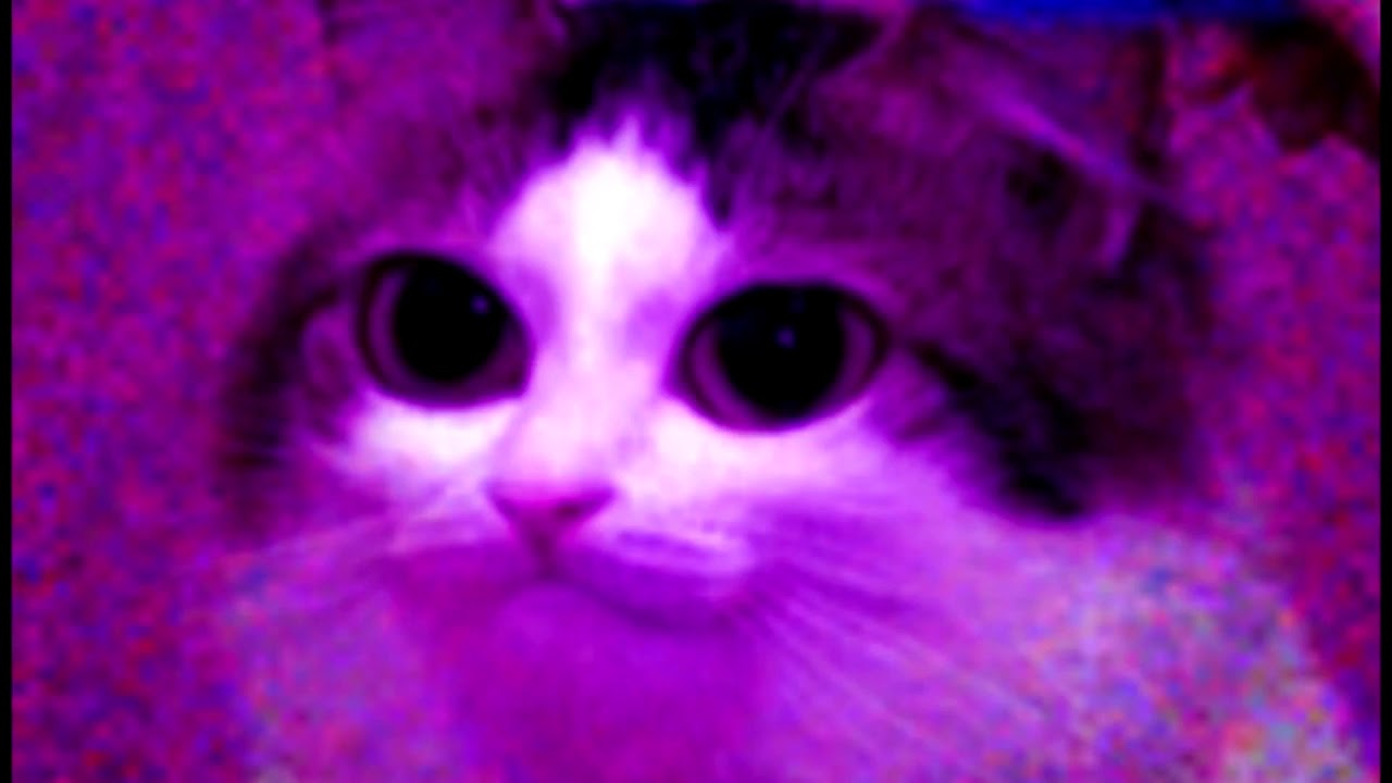 cat mp4 5 o3eujxRtPNs - YouTube